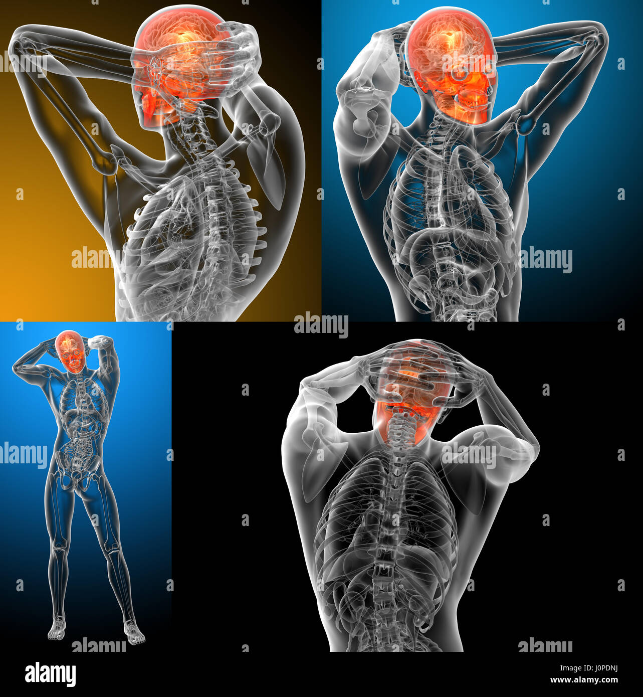 3d rendering medical illustration of the human skull Stock Photo - Alamy
