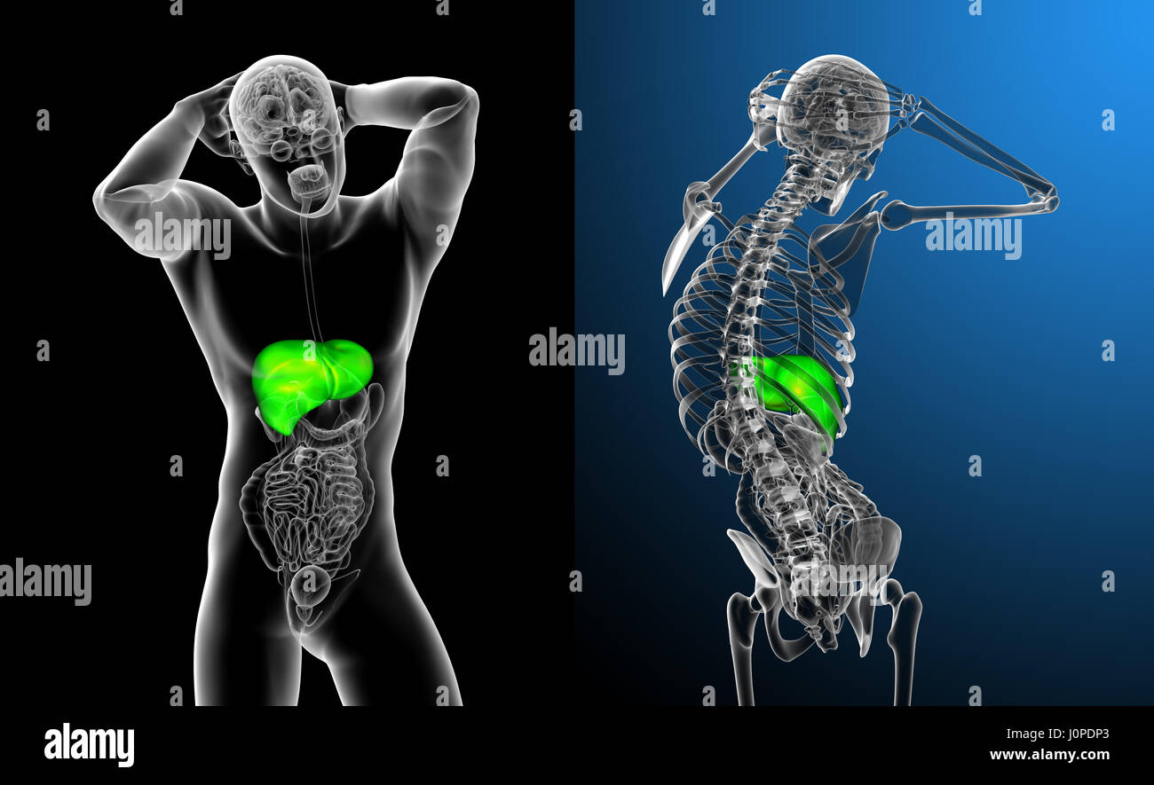 3d rendering medical illustration of the liver Stock Photo - Alamy