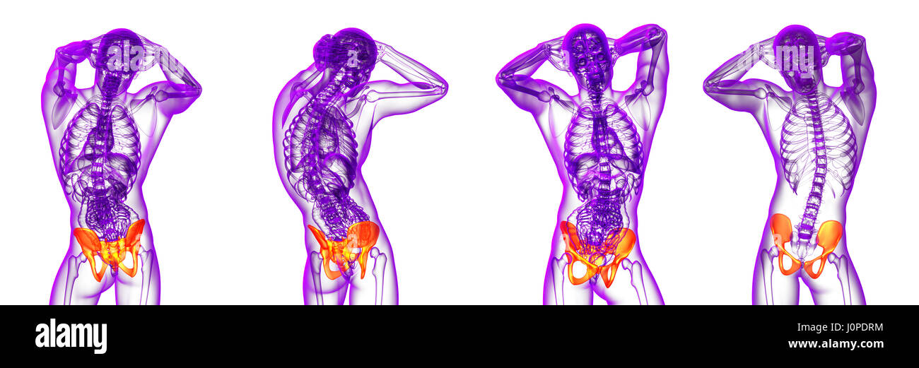 3D rendering medical illustration of the pelvis bone Stock Photo - Alamy