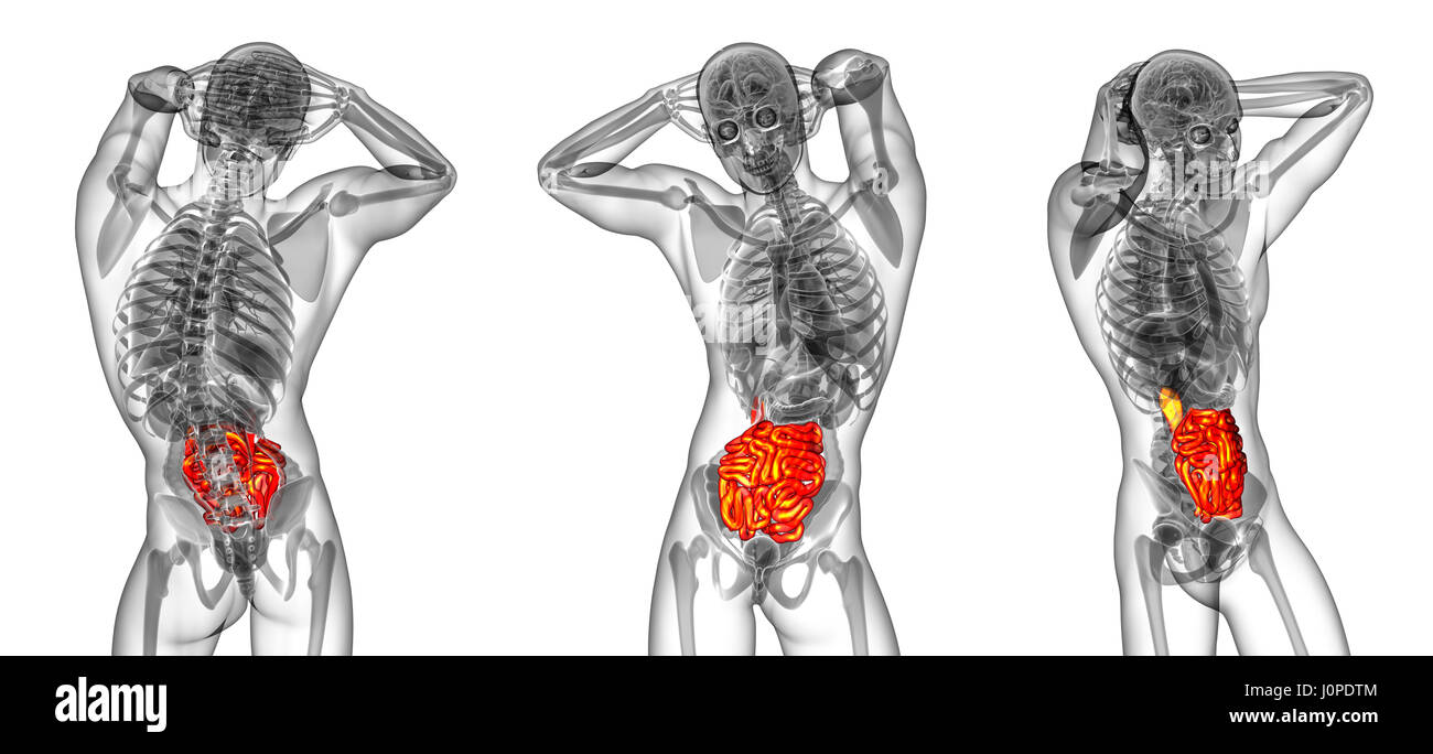 3d rendering medical illustration of the small intestine Stock Photo ...