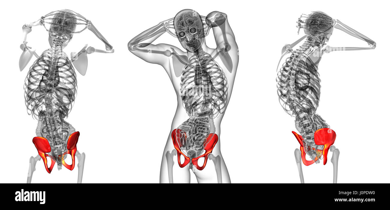 3d rendering medical illustration of the pelvis bone Stock Photo - Alamy