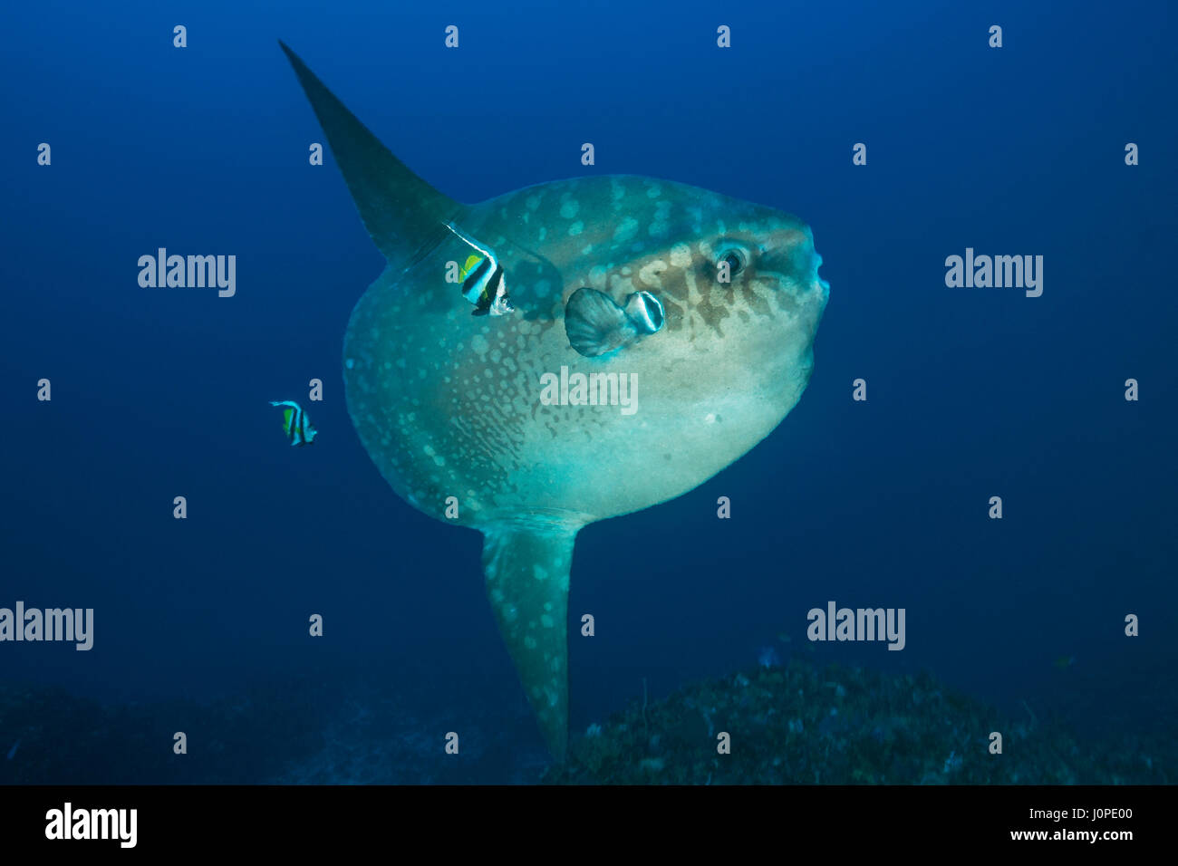 Ocean Sunfish, Mola mola, Bali, Indonesia Stock Photo - Alamy