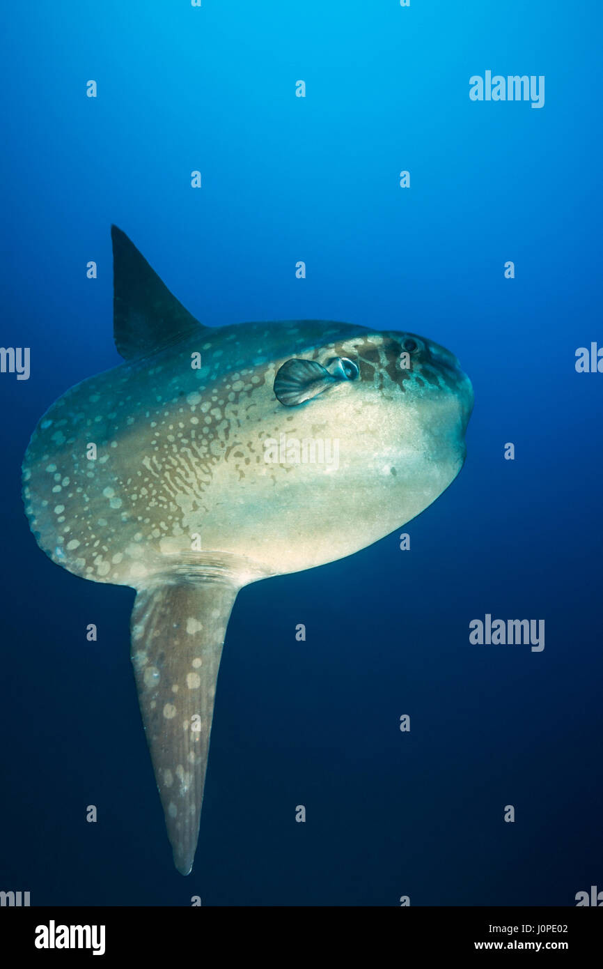 Ocean Sunfish, Mola mola, Bali, Indonesia Stock Photo - Alamy