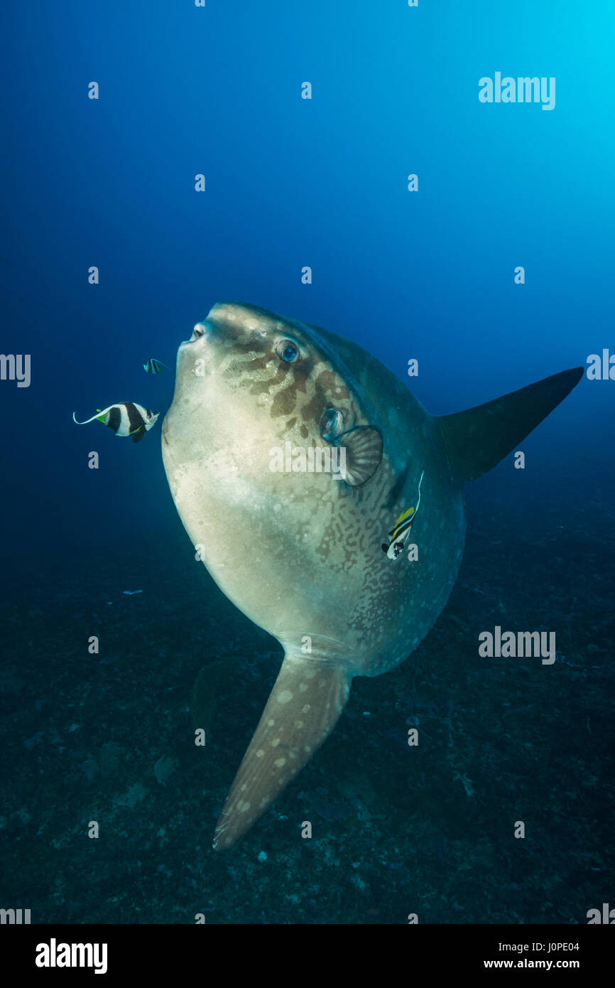 Ocean Sunfish, Mola mola, Bali, Indonesia Stock Photo - Alamy