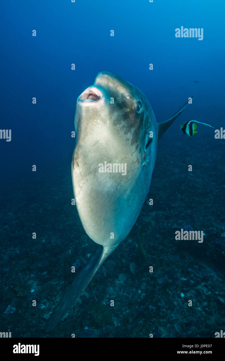 Ocean Sunfish, Mola mola, Bali, Indonesia Stock Photo - Alamy