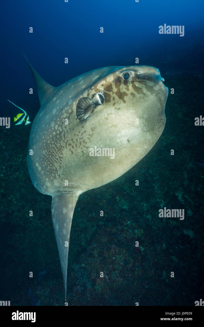 Ocean Sunfish, Mola mola, Bali, Indonesia Stock Photo - Alamy