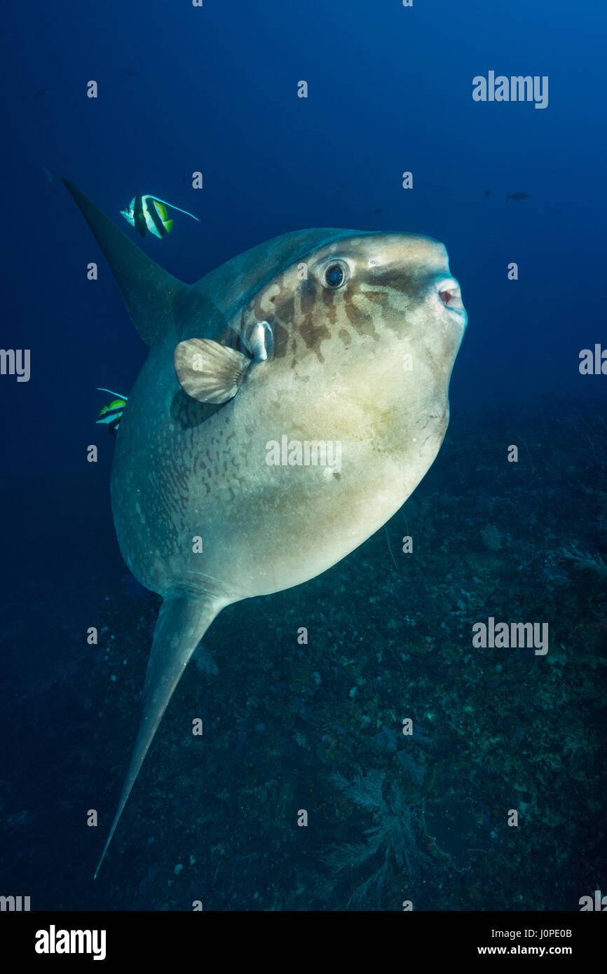 Sunfish hi-res stock photography and images - Alamy