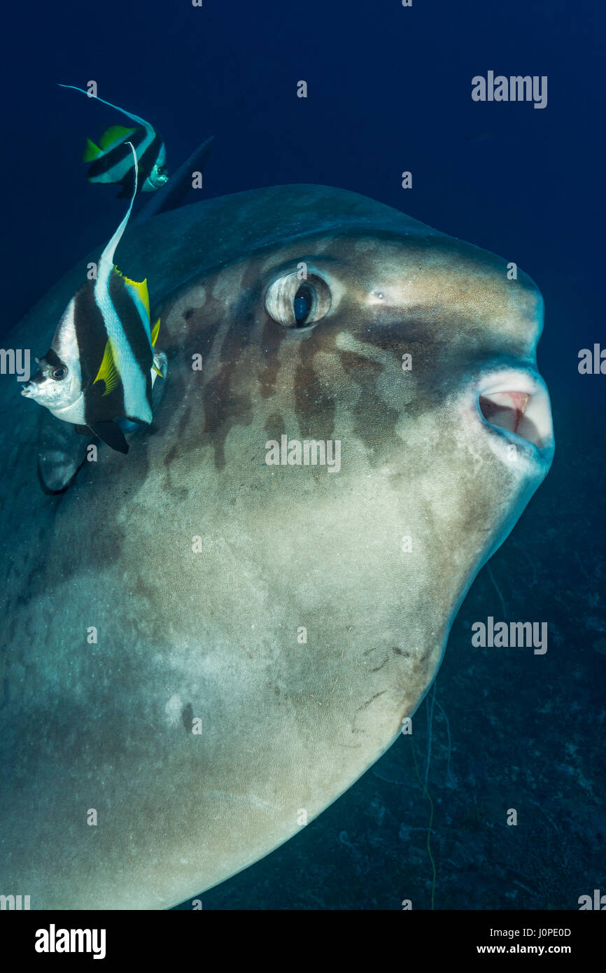 Ocean Sunfish, Mola mola, Bali, Indonesia Stock Photo - Alamy