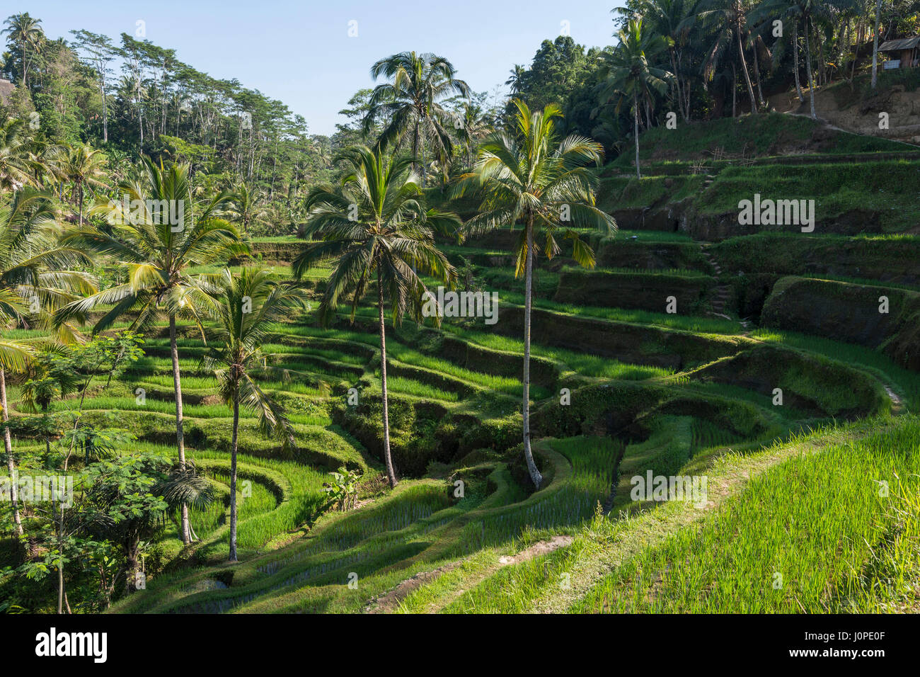 Bali rice field landscape hi-res stock photography and images - Alamy