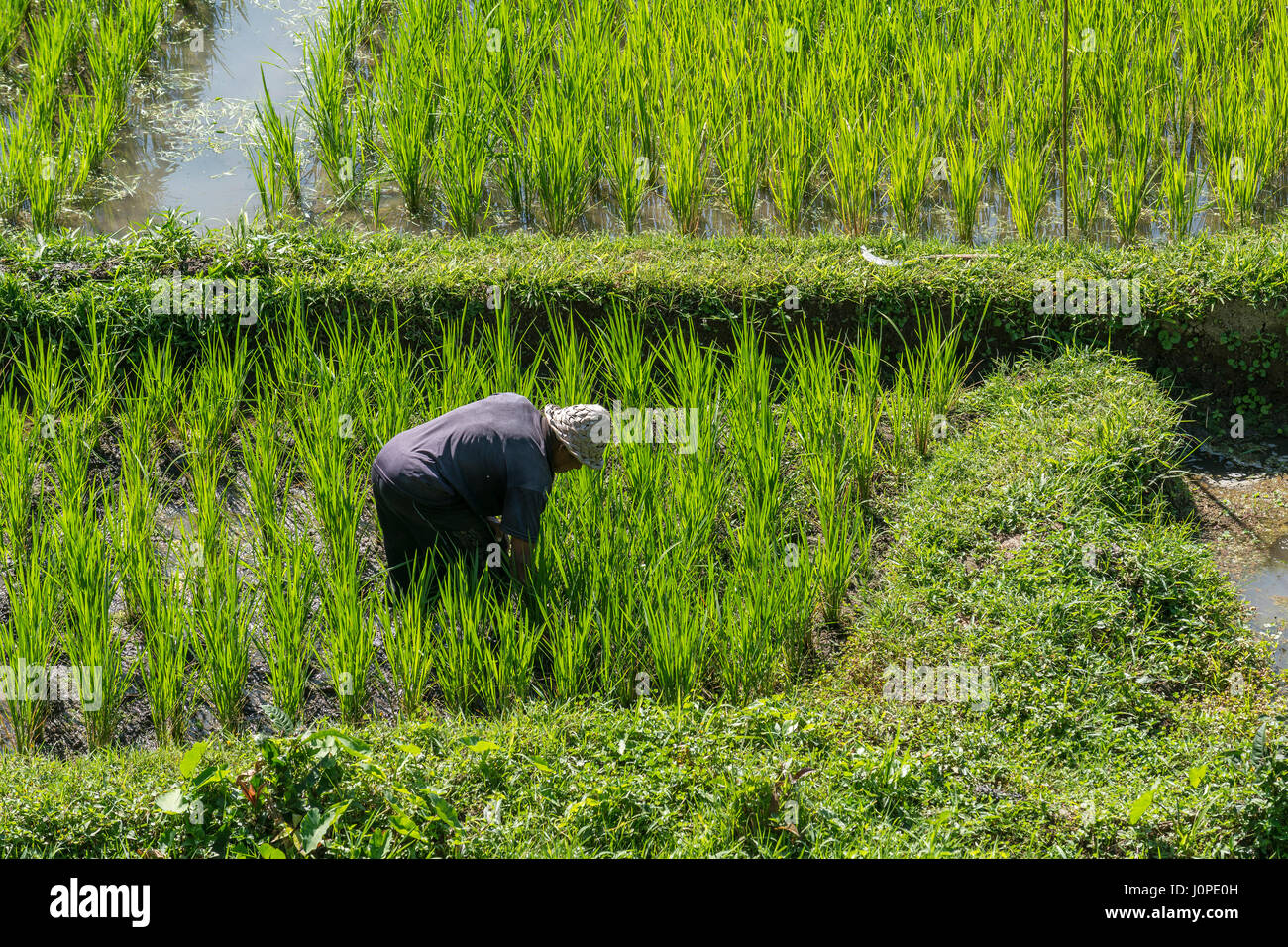 Asia rice field terraced hi-res stock photography and images - Alamy