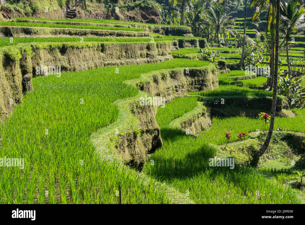 Terraced paddy field hi-res stock photography and images - Alamy