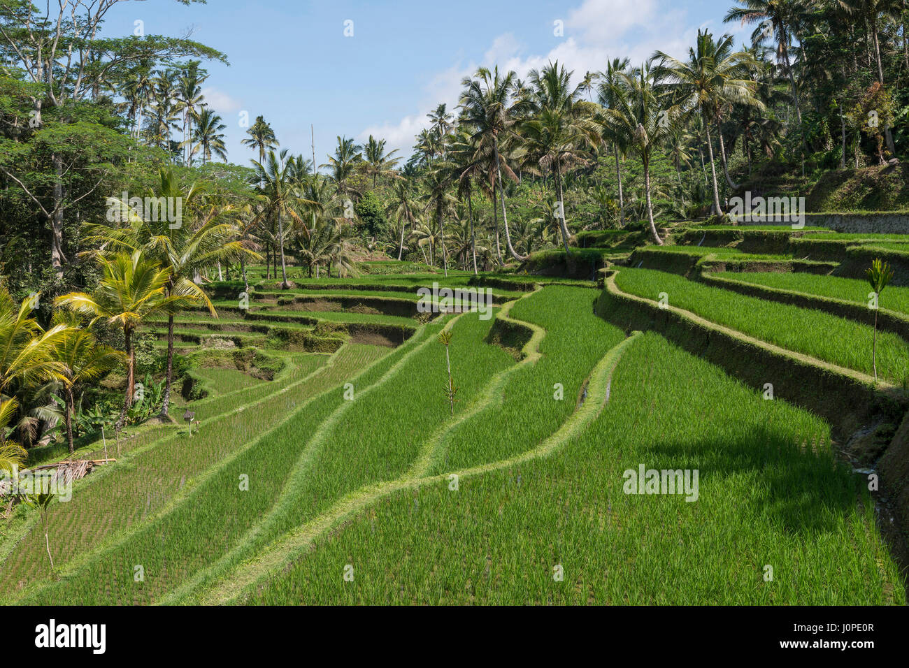 Terraced Rice Field, Bali, Indonesia Stock Photo - Alamy