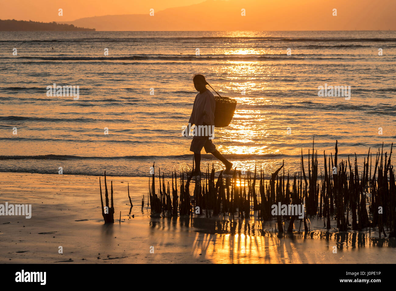 Agar Collector on Pantar Island, Alor Island, Indonesia Stock Photo - Alamy