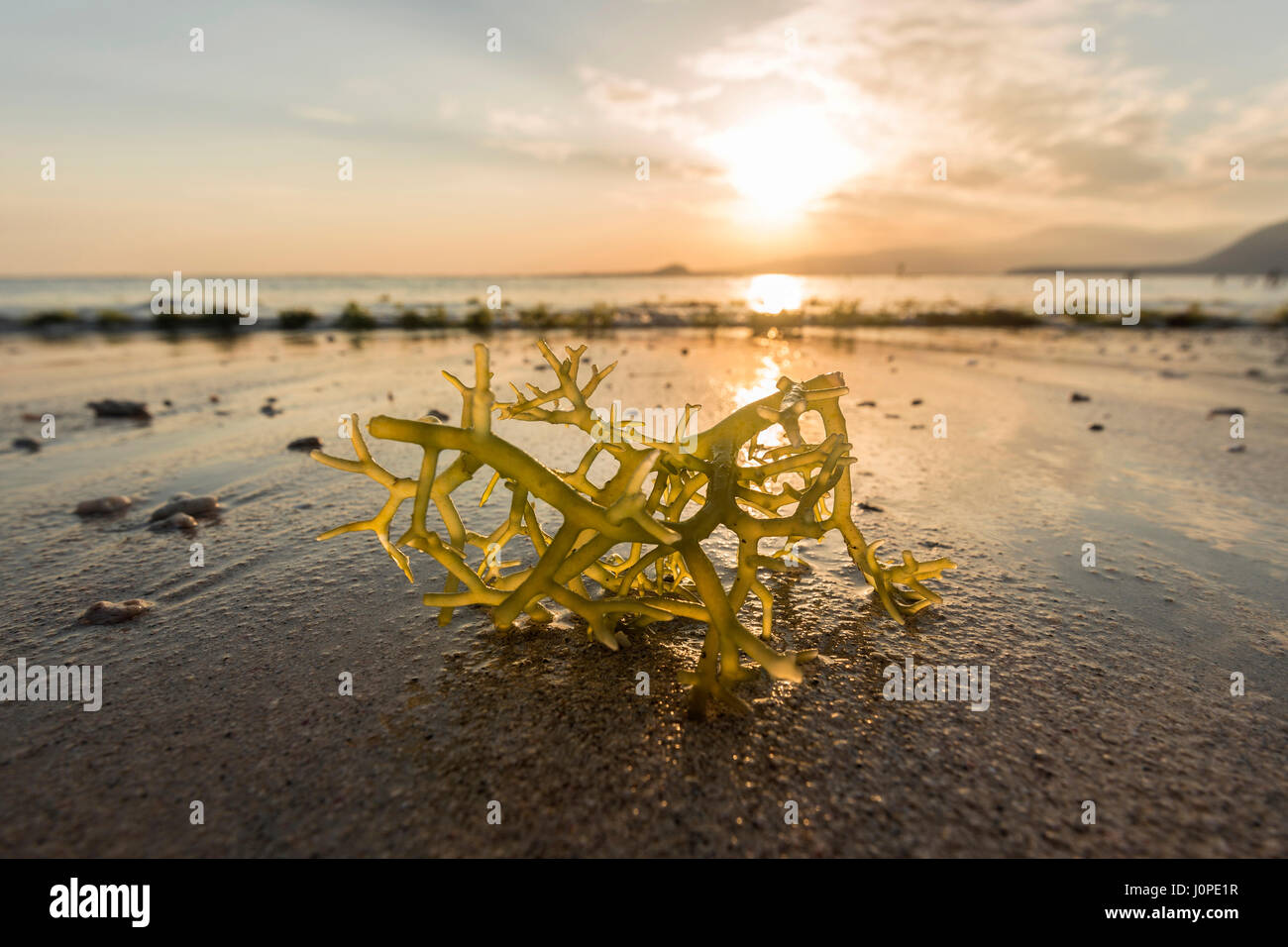 Agar on Pantar Island, Alor Island, Indonesia Stock Photo - Alamy