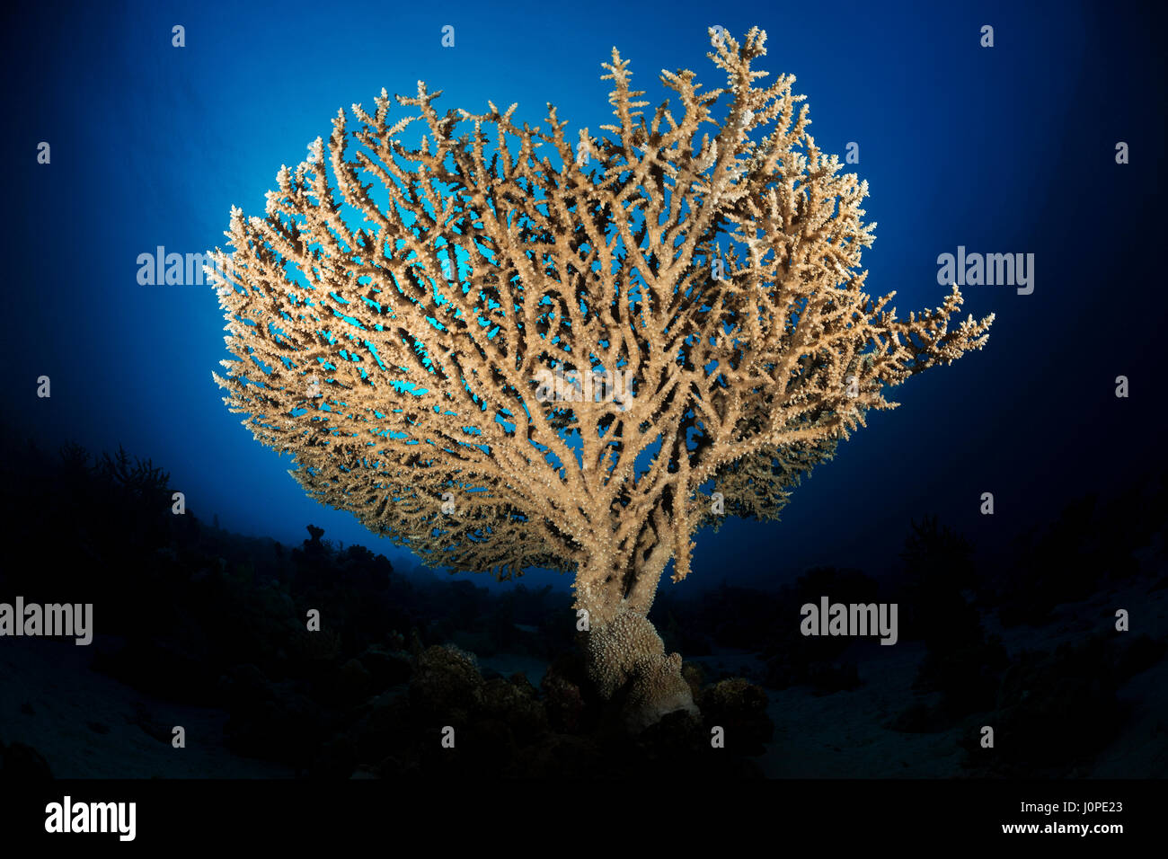 Table Coral, Acropora sp., Red Sea, Egypt Stock Photo - Alamy