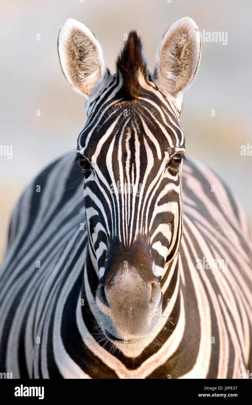 Zebra Head Front View