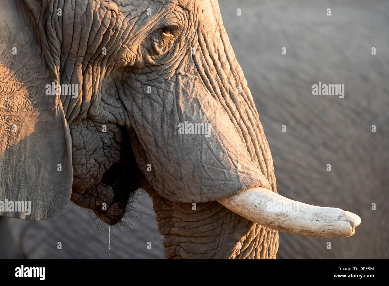 Elephant at water hole in Etosha National Park, Namibia Stock Photo - Alamy
