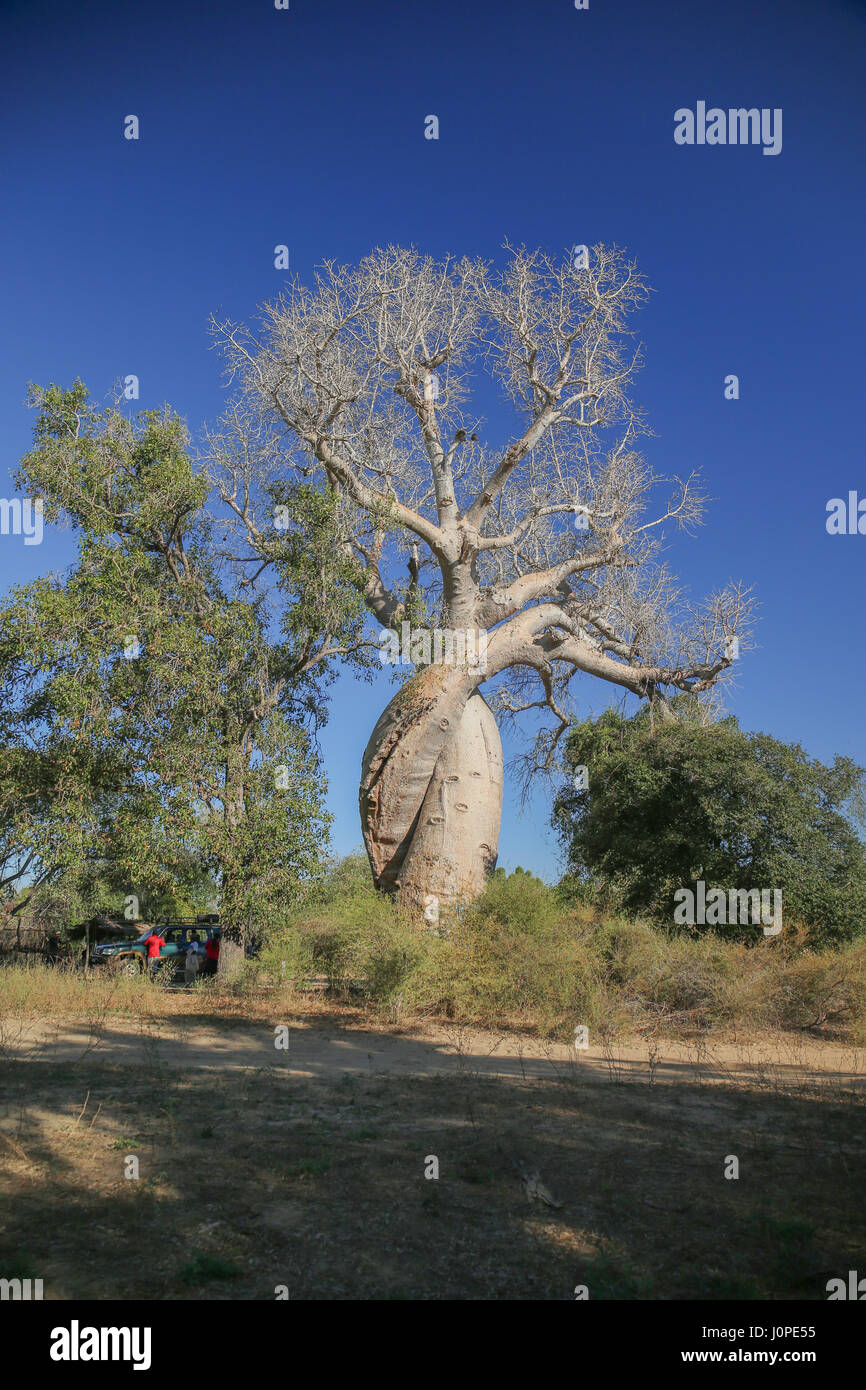 The two Babobabs Amoureux is a natural Landmark in Madagascar Stock ...