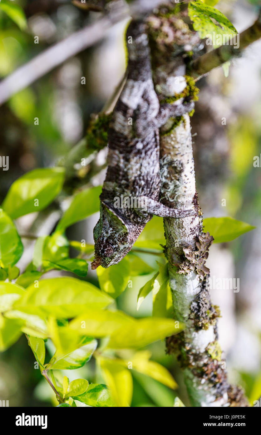 Grey Chameleon hiding heads down on a grey branch Stock Photo - Alamy