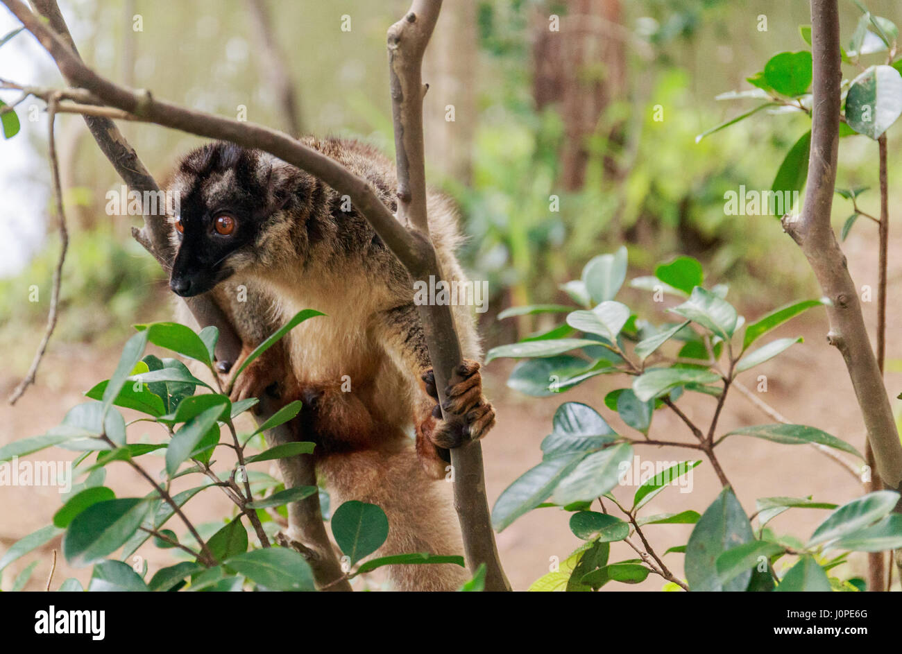 Red-fronted lemur, close-up shot in wildlife. The Red-fronted lemur is ...