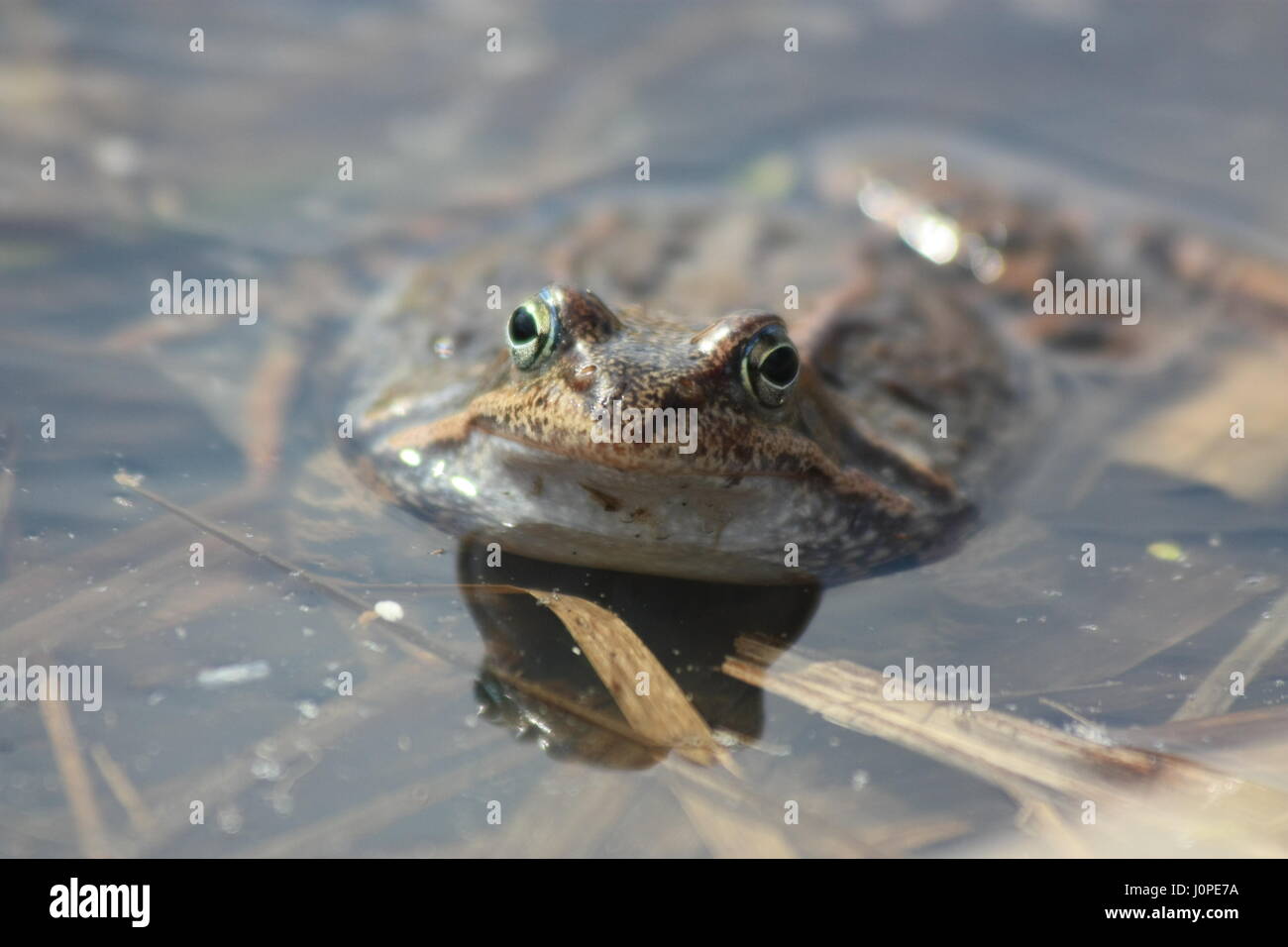 The common frog (Rana temporaria), also known as the European common ...