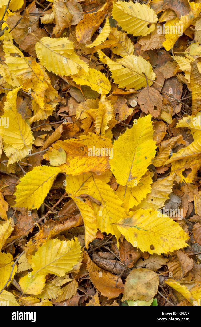 Ochre leaves hi-res stock photography and images - Alamy