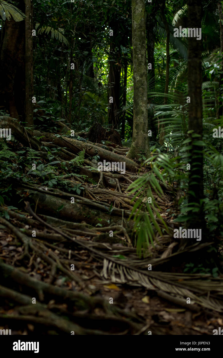 A heavily tree root covered path leads through a dense tropical jungle ...