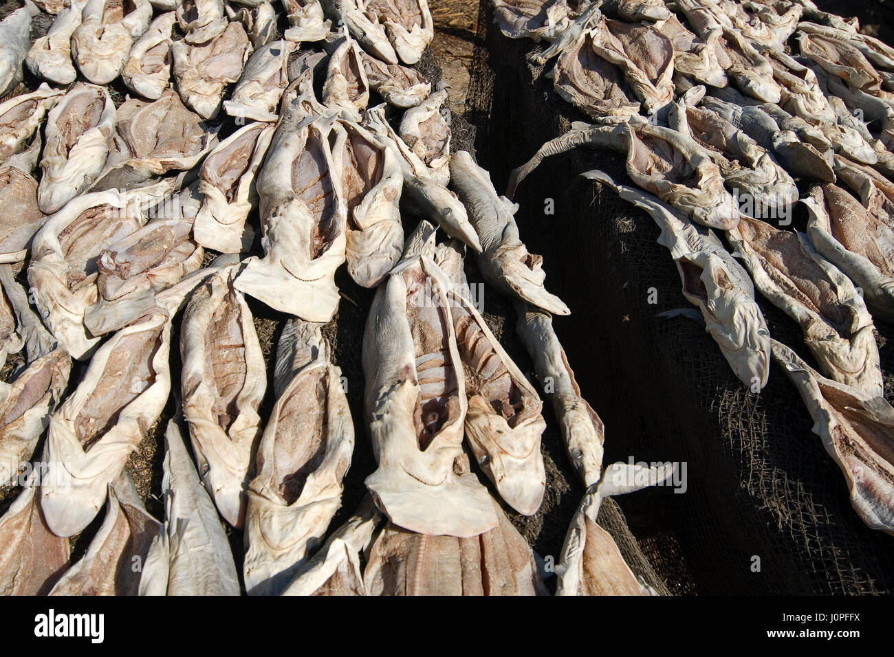 Large amounts of fish drying in the sun in Saint-Louis Stock Photo - Alamy