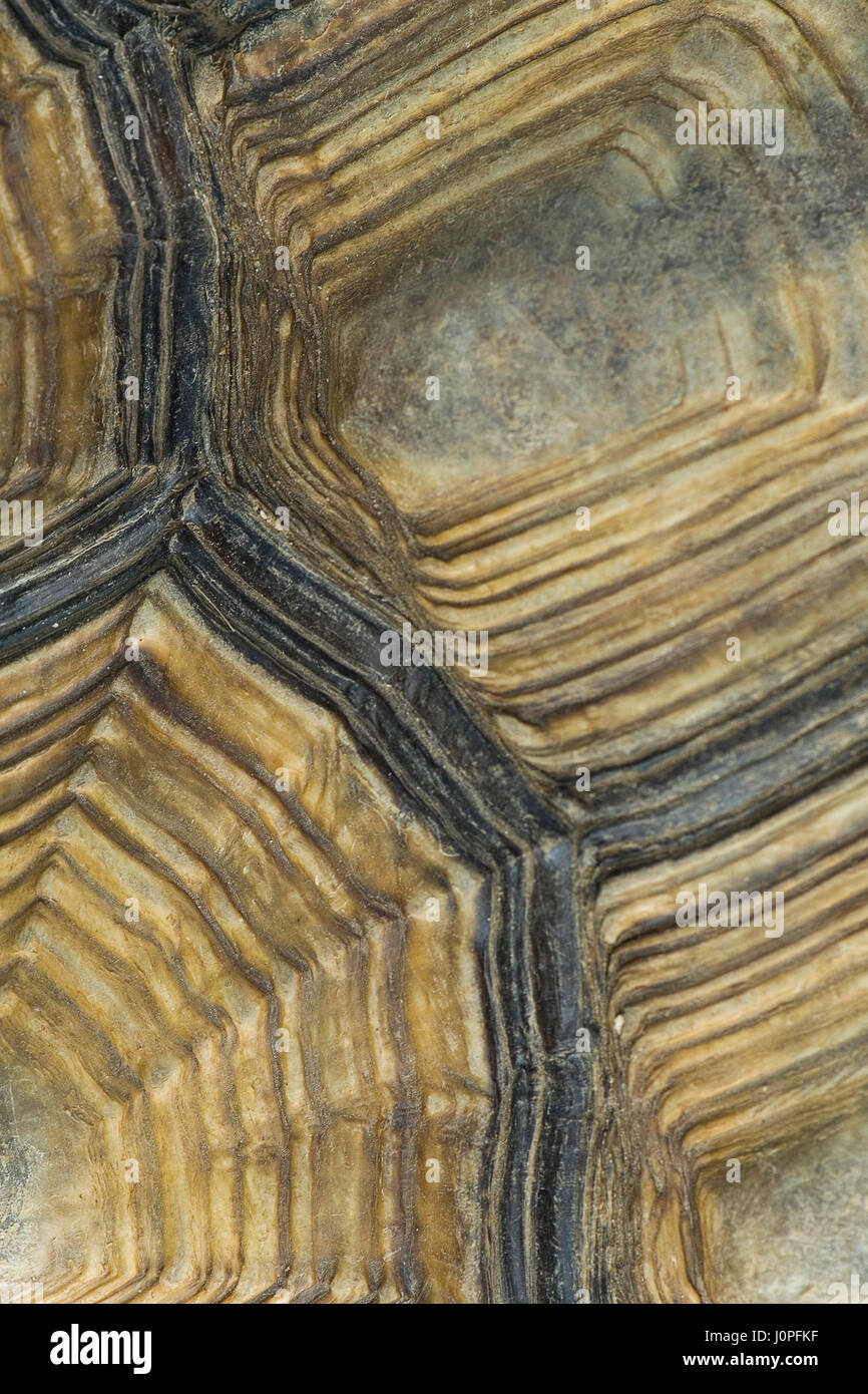 Detail of shell of turtle Stock Photo - Alamy