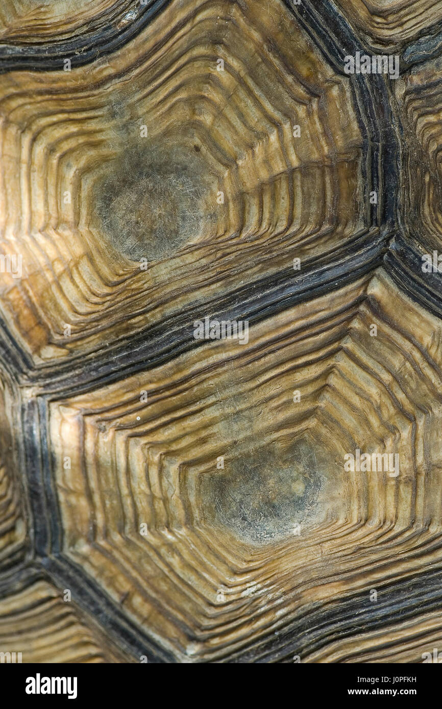 Detail of shell of turtle Stock Photo - Alamy