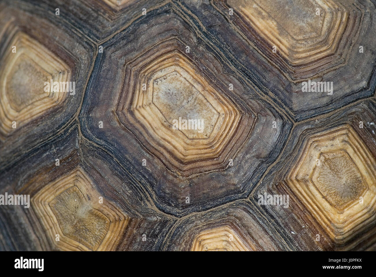 Detail of shell of turtle Stock Photo - Alamy