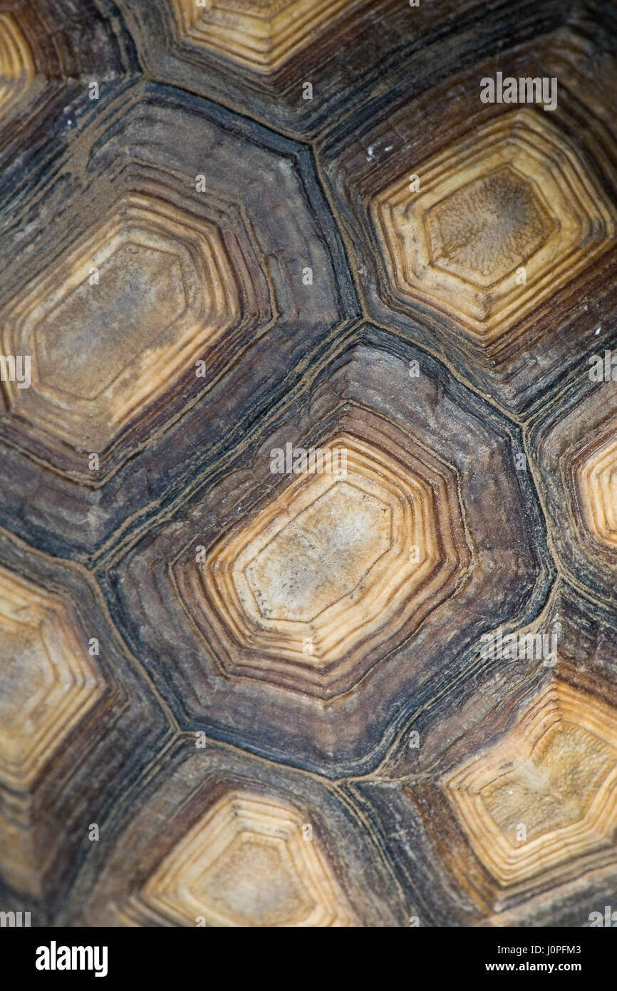 Detail of shell of turtle Stock Photo - Alamy