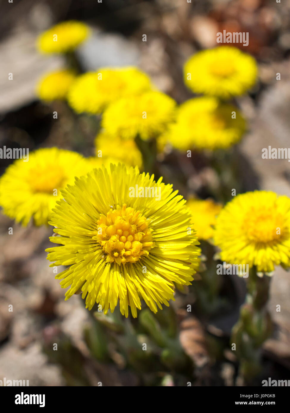 Invasive Wildflowers High Resolution Stock Photography and Images - Alamy