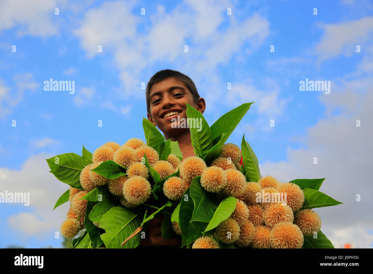 A boy holds a bunch of Neolamarckia cadamba also known as Anthocephalus ...