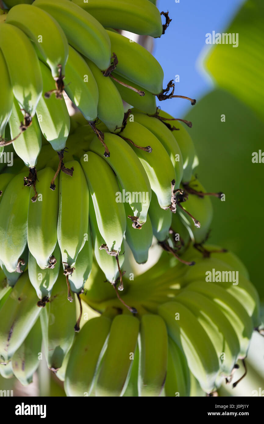 Bananas growing on trees hi-res stock photography and images - Alamy