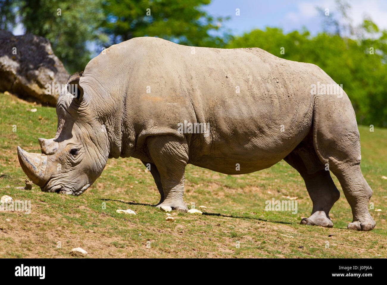 Mammal rhinoceros white hi-res stock photography and images - Alamy