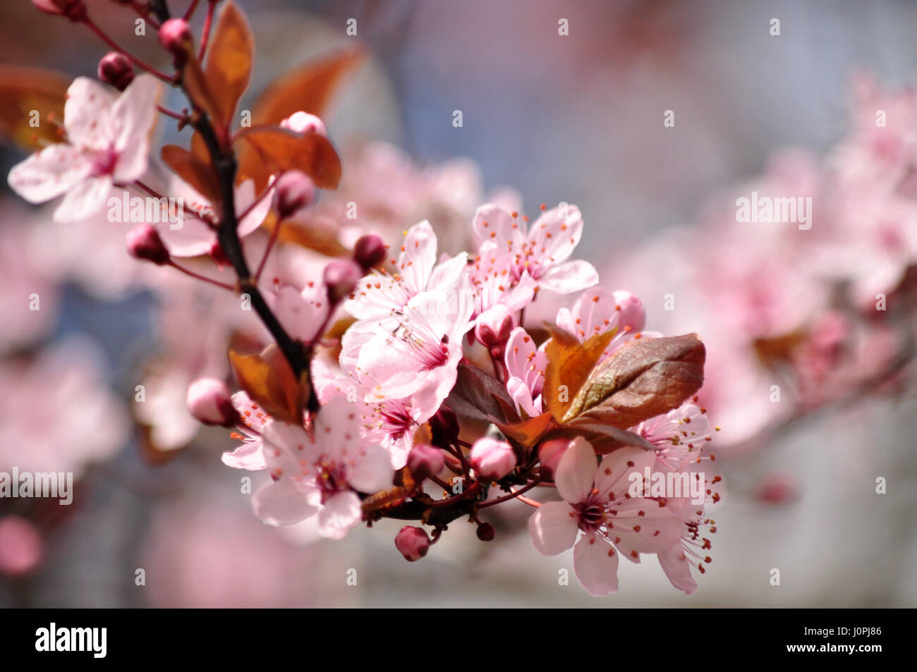 Pink blooming tree branch in the park of Gdynia, Poland Stock Photo - Alamy
