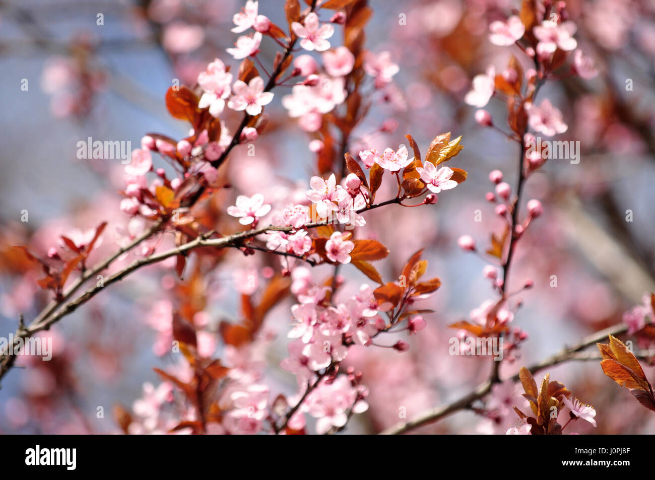 Pink blooming tree branch in the park of Gdynia, Poland Stock Photo - Alamy