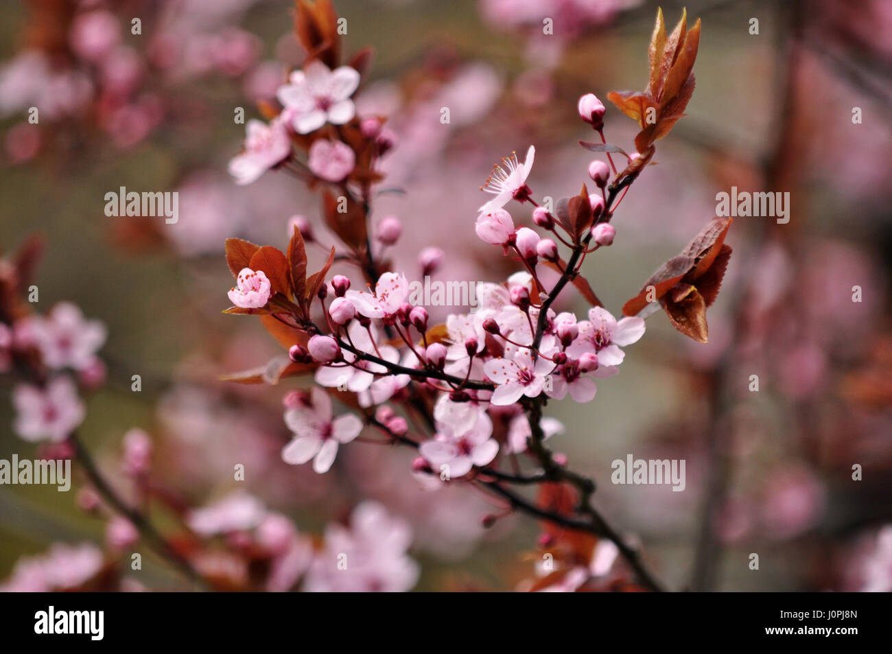 Pink blooming tree branch in the park of Gdynia, Poland Stock Photo - Alamy