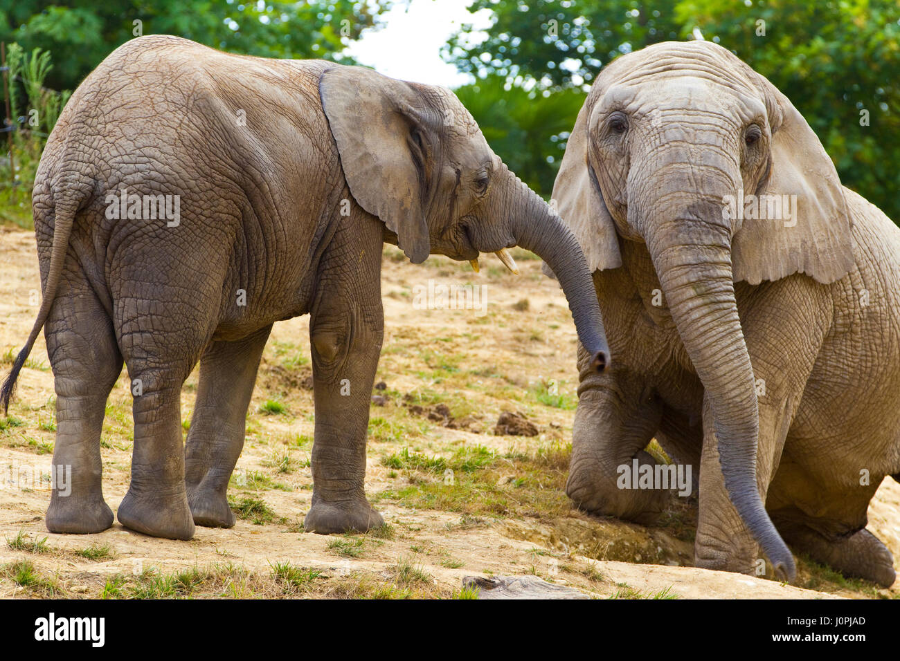 African bush Elephant playing Stock Photo - Alamy