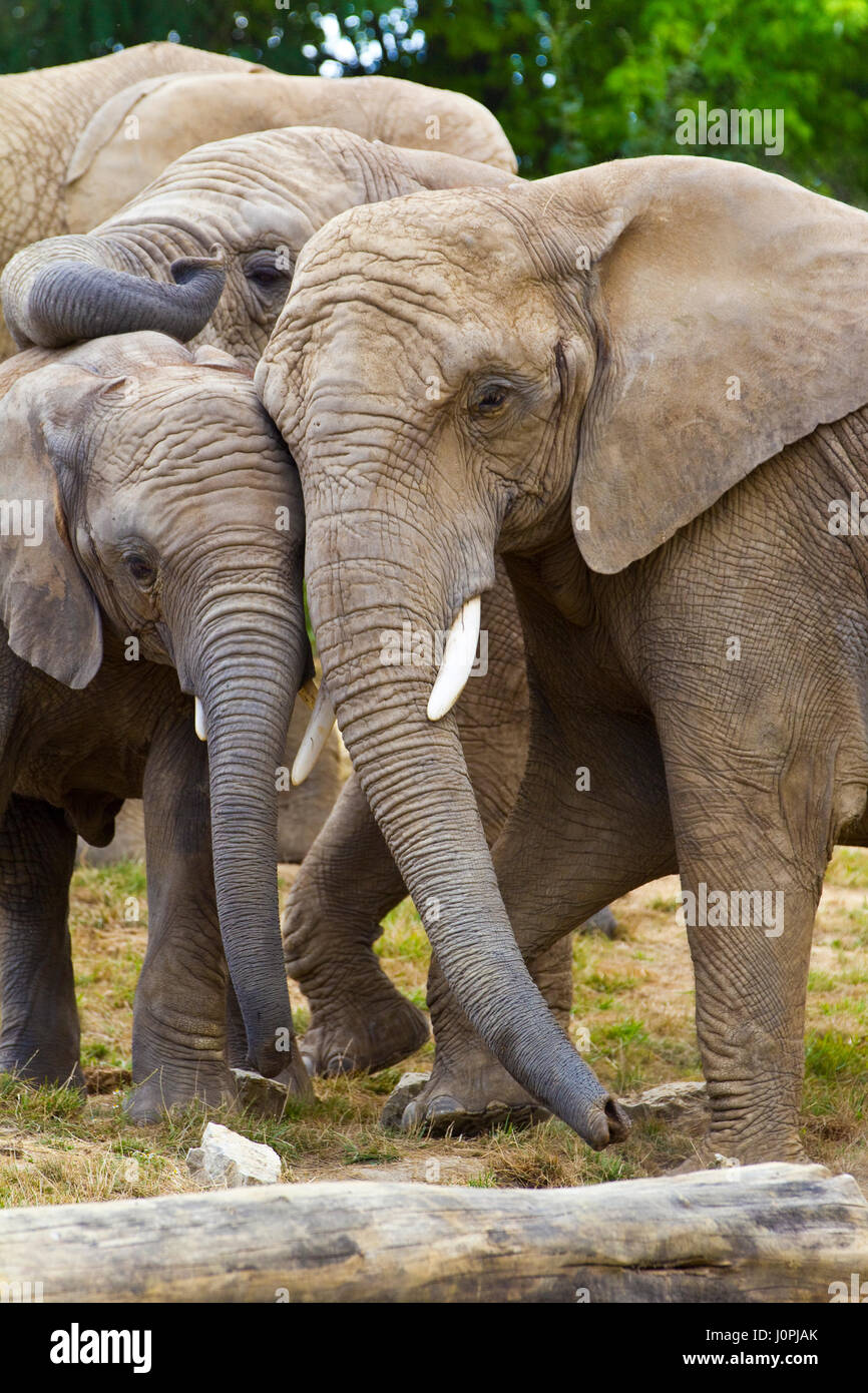 African bush Elephant playing Stock Photo - Alamy