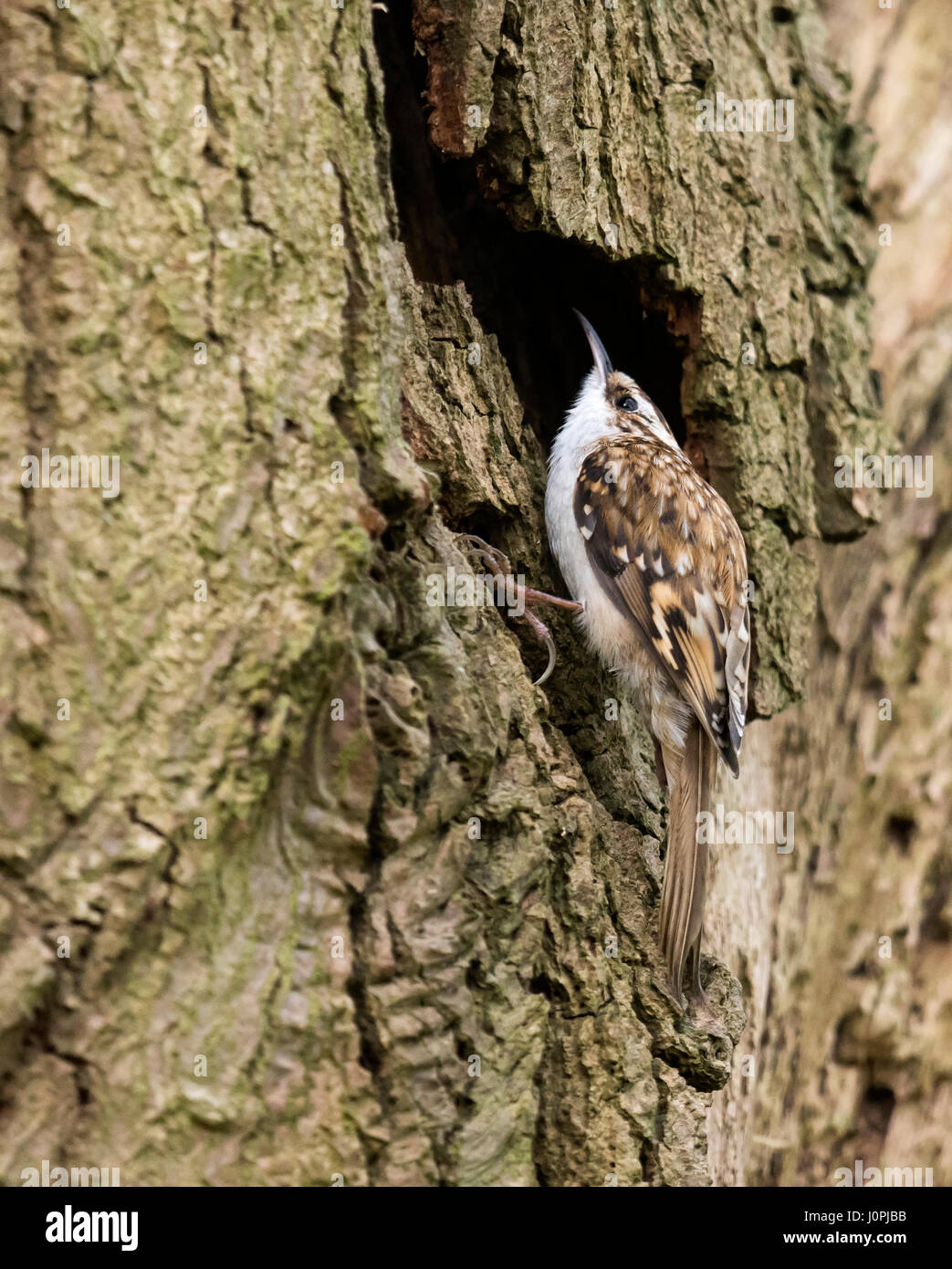 Brown creeper and nest hi-res stock photography and images - Alamy