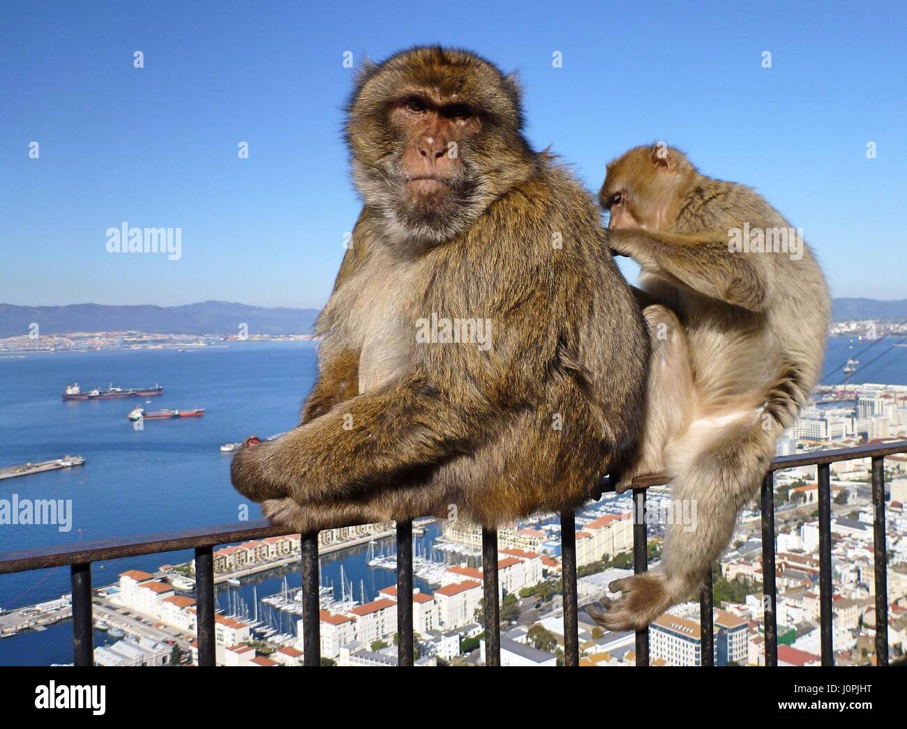 Two Barbary macaques in Gibraltar sitting on a railing Stock Photo - Alamy
