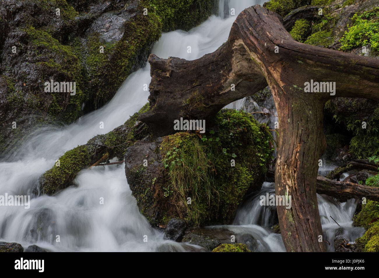 Close up of a section of a waterfall with a fallen tree Stock Photo - Alamy