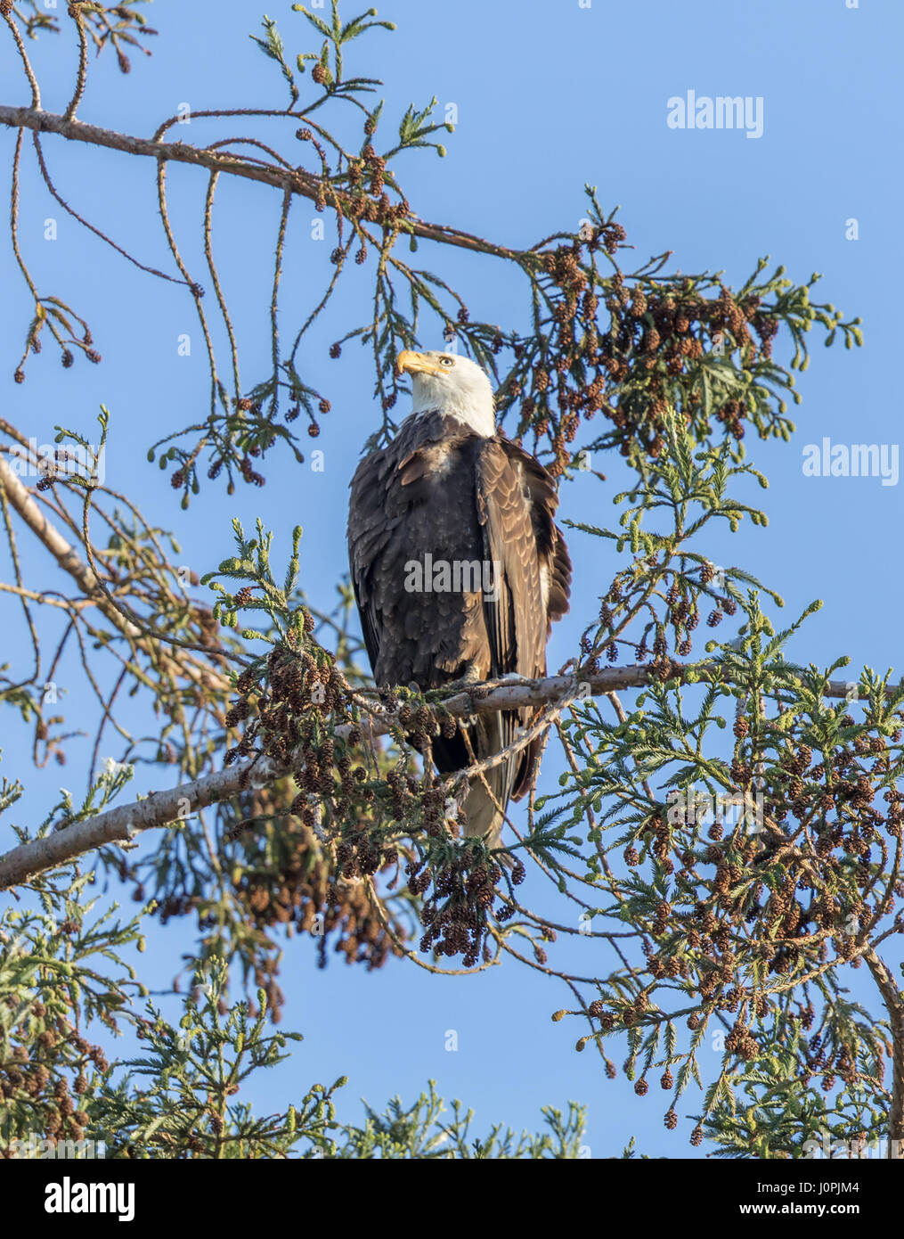 American bald eagle feet hi-res stock photography and images - Alamy