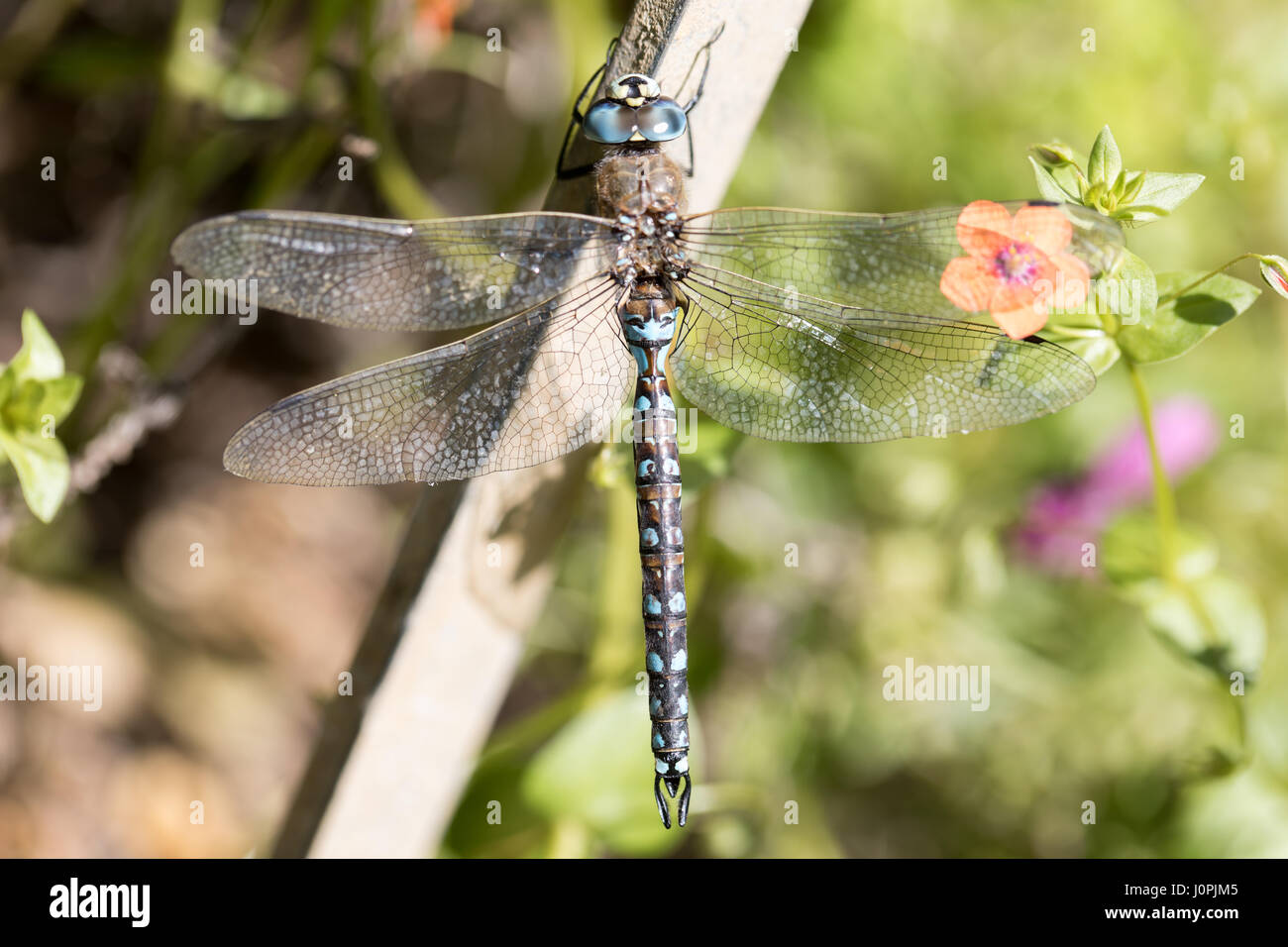 Insect with blue eyes hi-res stock photography and images - Alamy