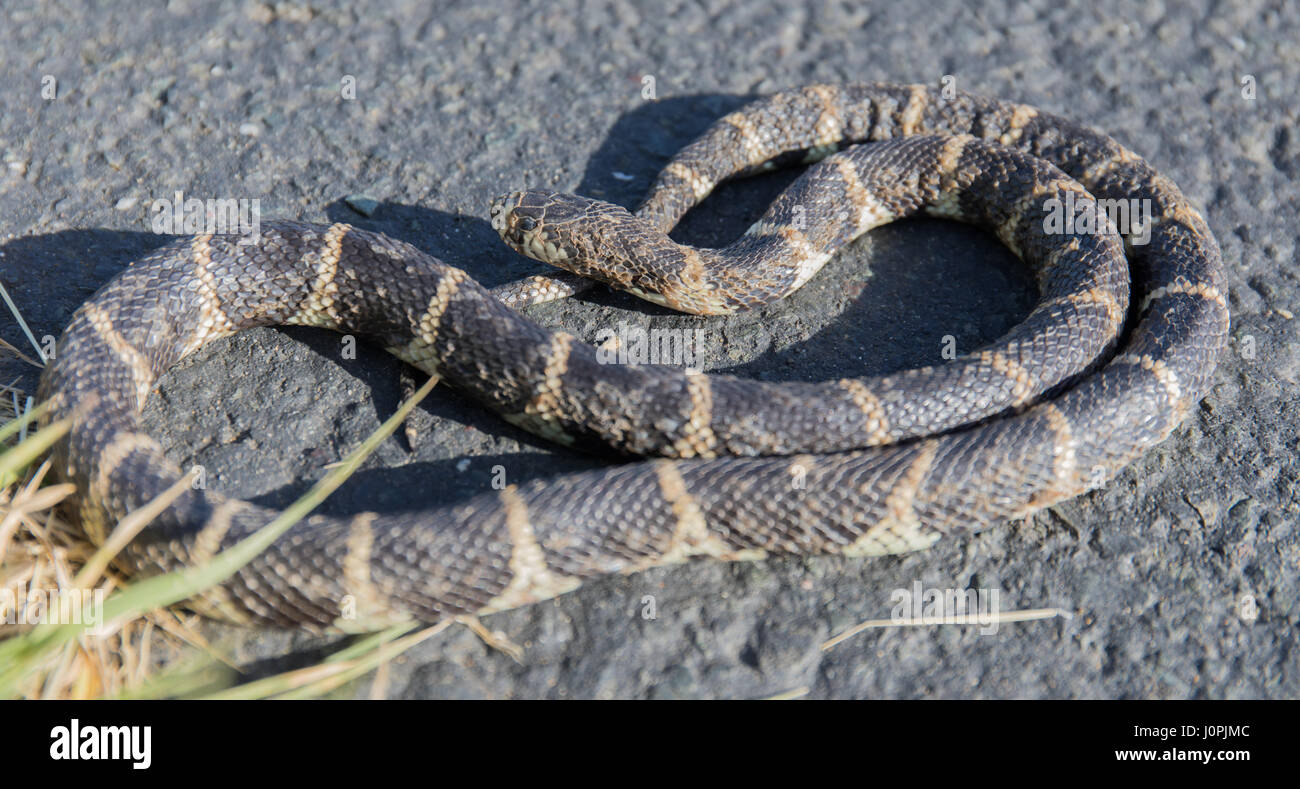 California Kingsnake - Lampropeltis californiae Stock Photo - Alamy