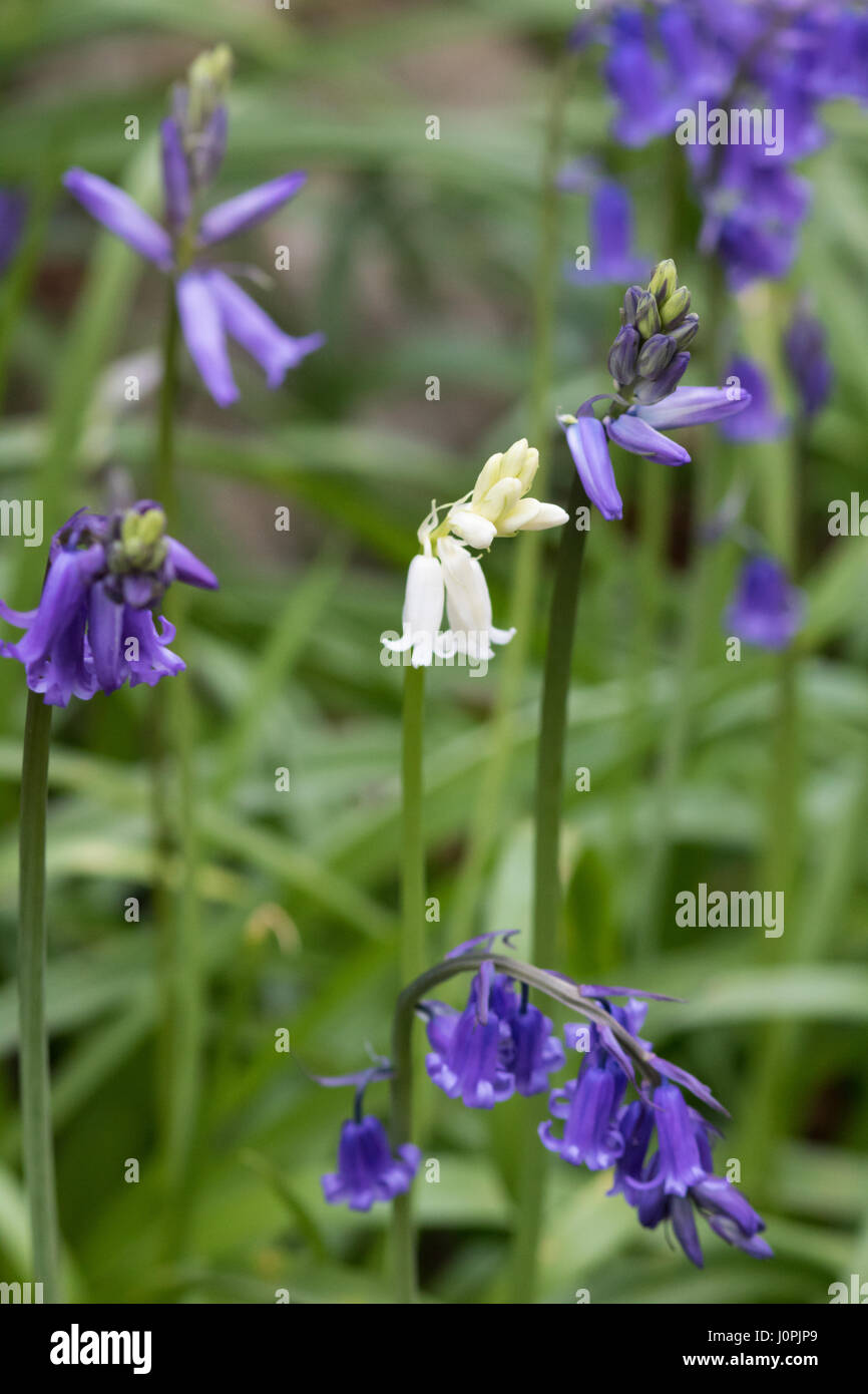 White Bluebell Flower, surrounded by Blue Bluebell Flowers Stock Photo ...