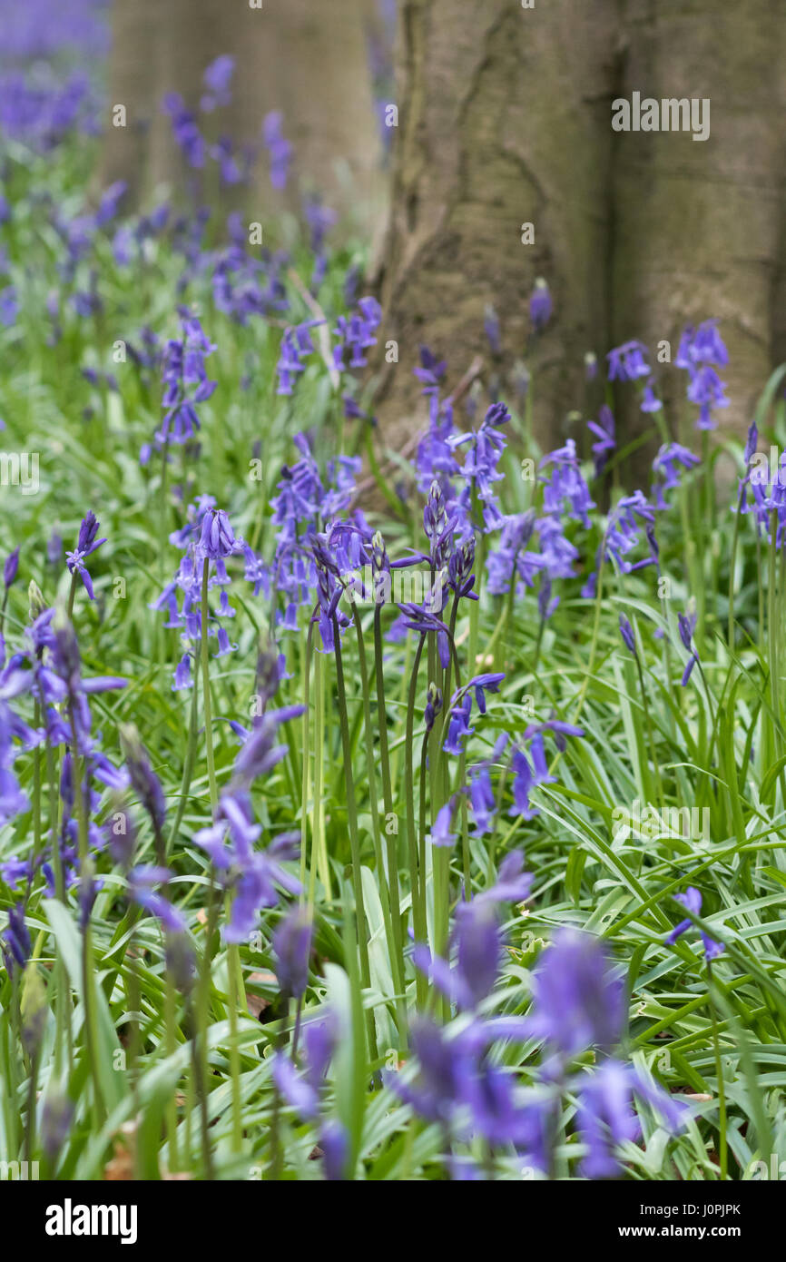 Bluebell Wood, Wiltshire Stock Photo - Alamy