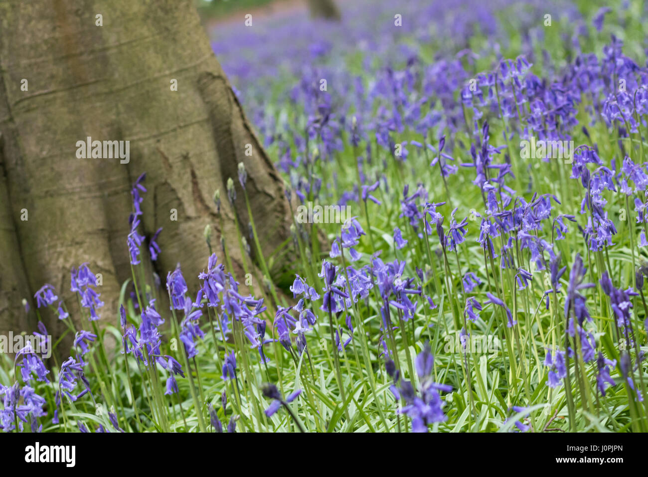 Bluebell Wood, Wiltshire Stock Photo - Alamy